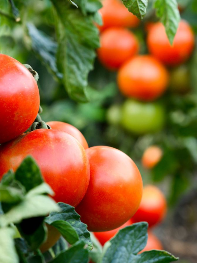 Best Plants to Sow and Grow Today – Homestead How-To