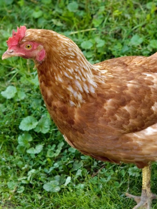 Why Chickens Shake Their Heads – Homestead How-To