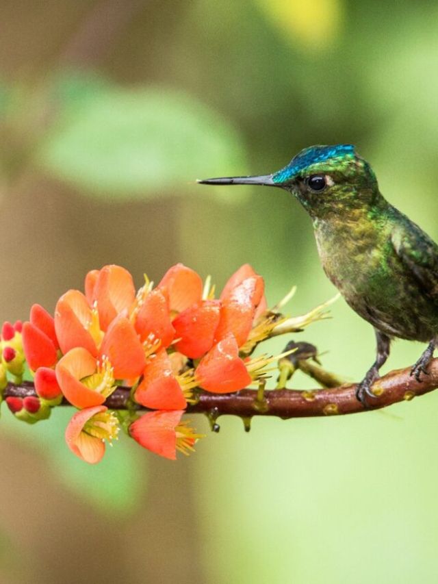 Yellow Flowers That Hummingbirds Love to Visit – Homestead How-To